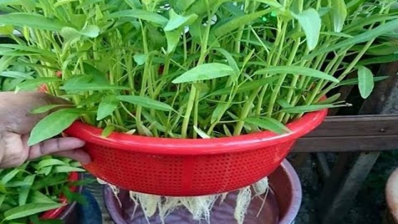Tanaman Sayur Yang Tidak Perlu Banyak Air - HOBINGEBLOG.COM